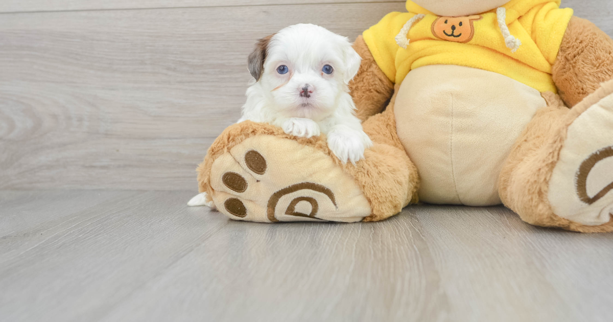Little Shih Poo Janet: 2lb 5oz Doodle Puppy