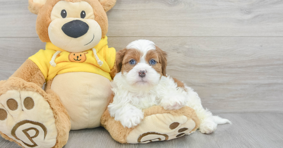 Friendly Shih Poo Jazzy: 5lb 4oz Doodle Puppy