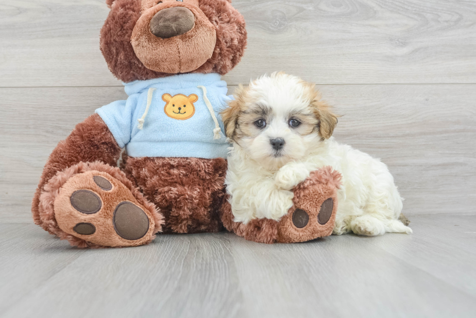 Petite Teddy Bear Kennedy: 3lb 8oz Designer Puppy