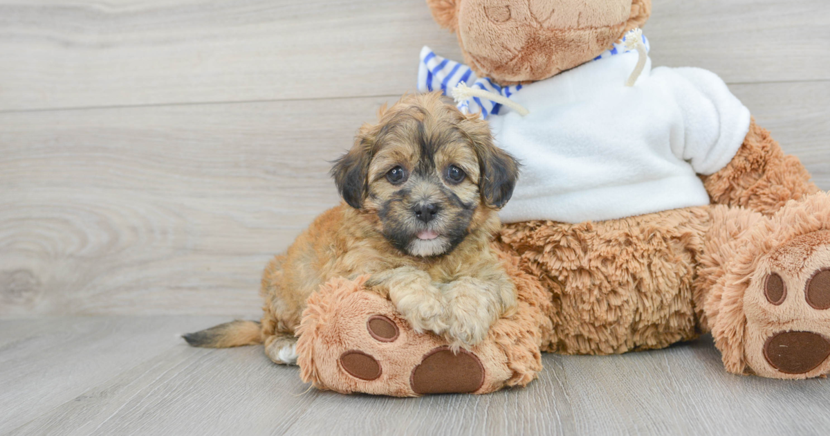 Fluffy Teddy Bear Leah: 3lb 14oz Designer Puppy
