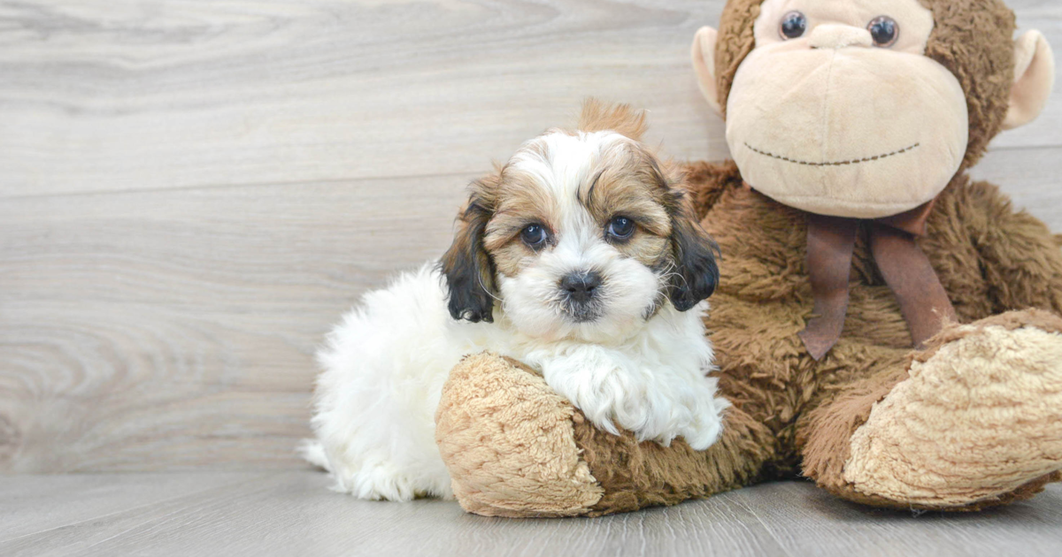 Fluffy Teddy Bear Milo: 4lb 10oz Designer Puppy