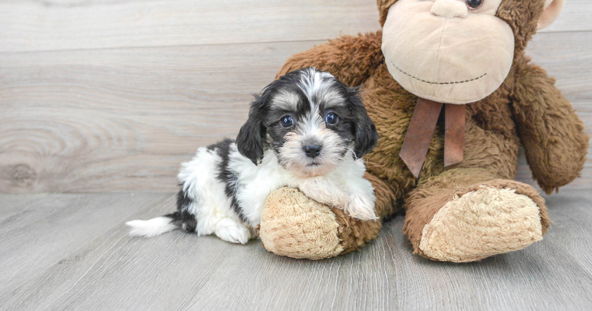 Fluffy Teddy Bear Milo: 3lb 2oz Designer Puppy