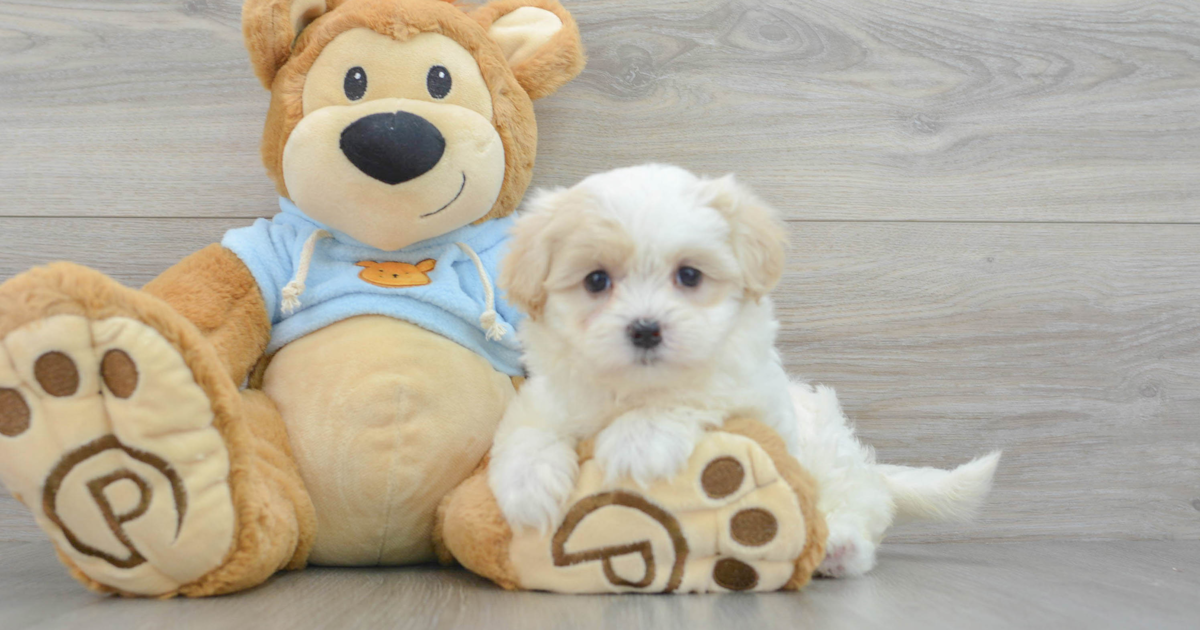 Adorable Teddy Bear Monica: 3lb 12oz Designer Puppy
