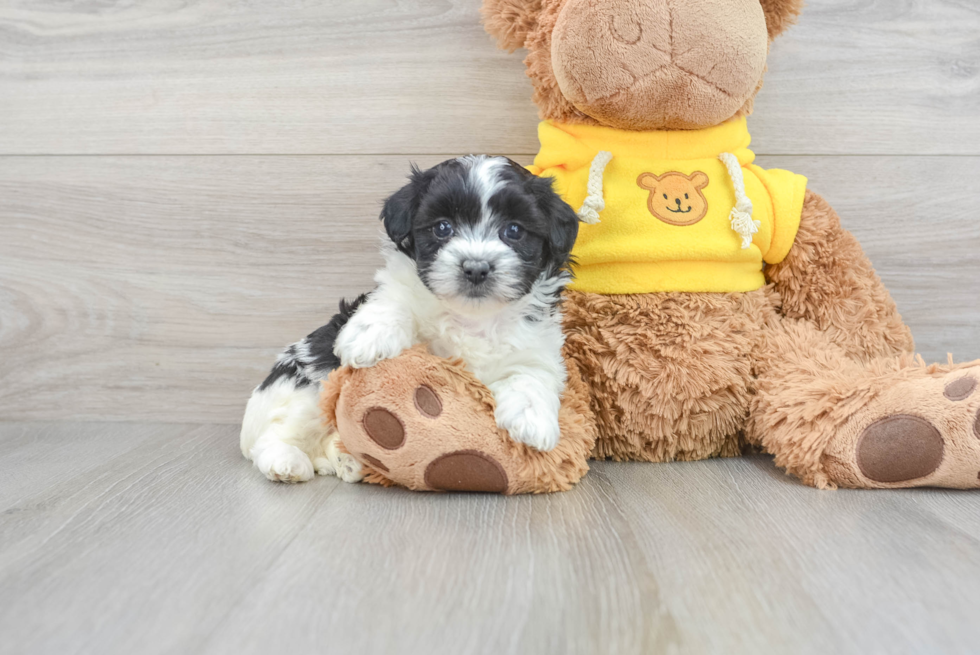 Fluffy Teddy Bear Omega: 4lb 6oz Designer Puppy