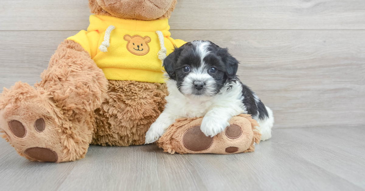Fluffy Teddy Bear Omega: 4lb 6oz Designer Puppy