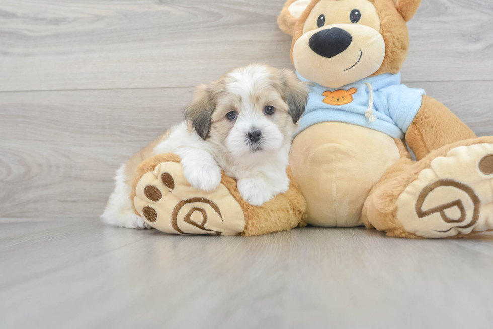 Cute Teddy Bear Papi: 4lb 6oz Designer Puppy