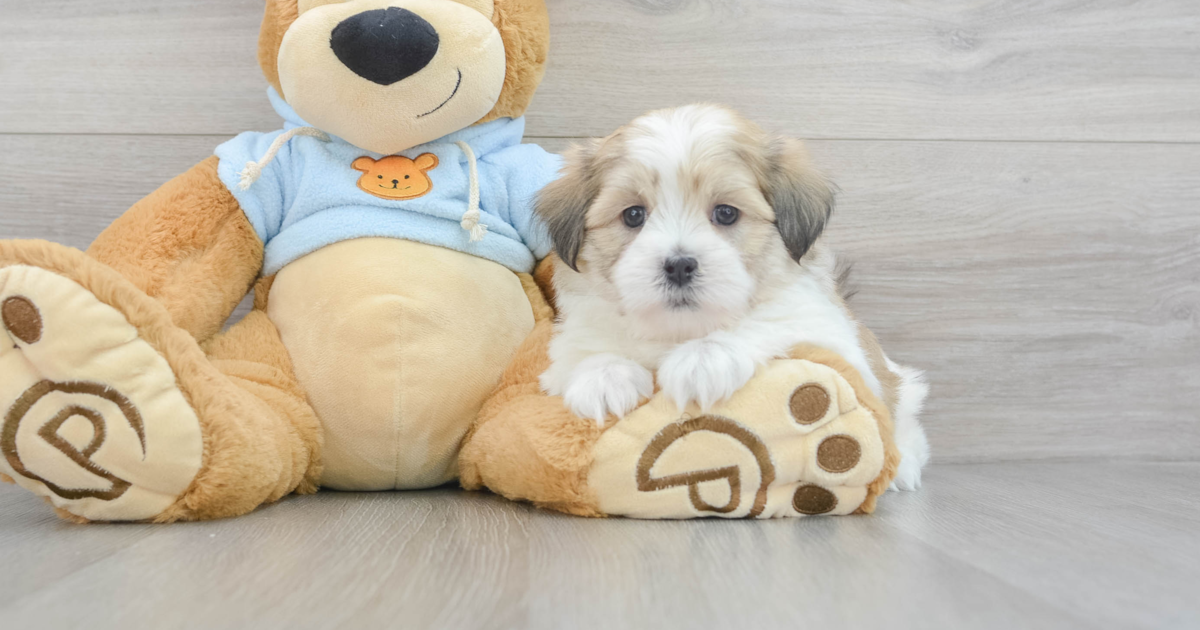 Fluffy Teddy Bear Papi: 4lb 6oz Designer Puppy