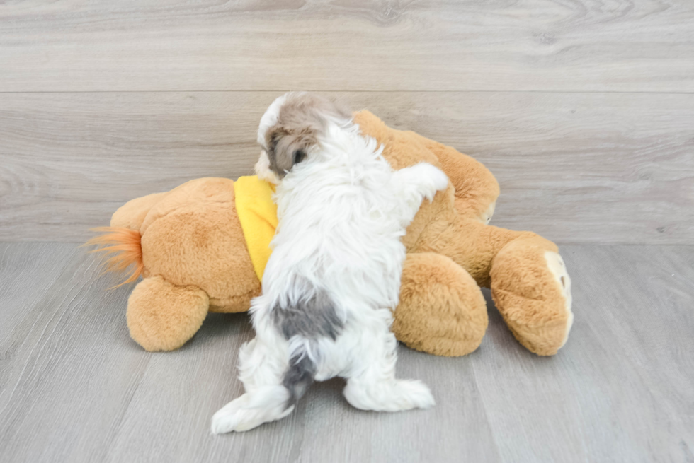 Popular Teddy Bear Papi: 2lb 6oz Designer Puppy