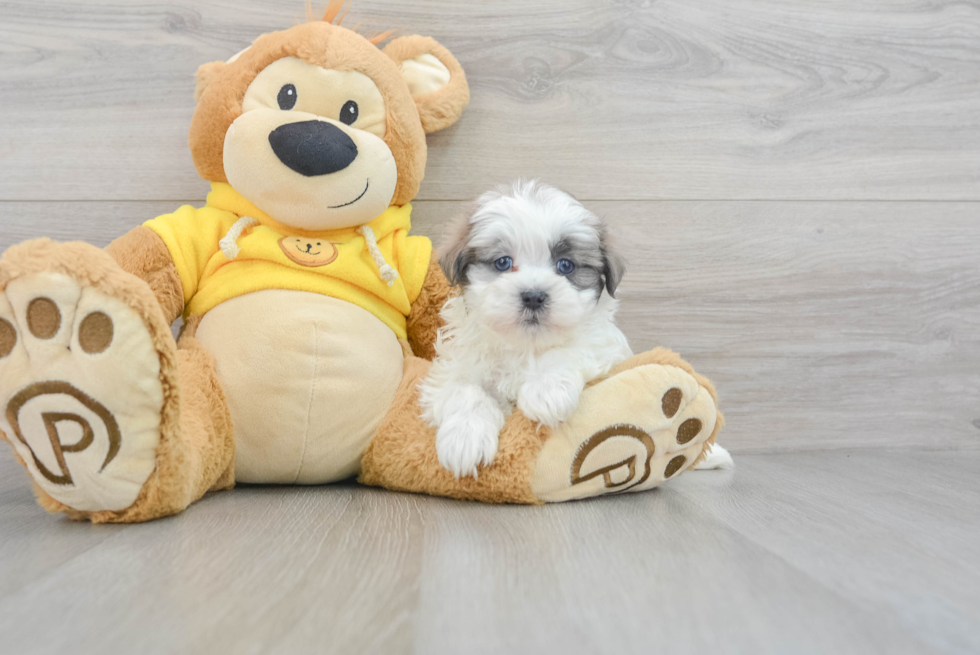 Popular Teddy Bear Papi: 2lb 6oz Designer Puppy