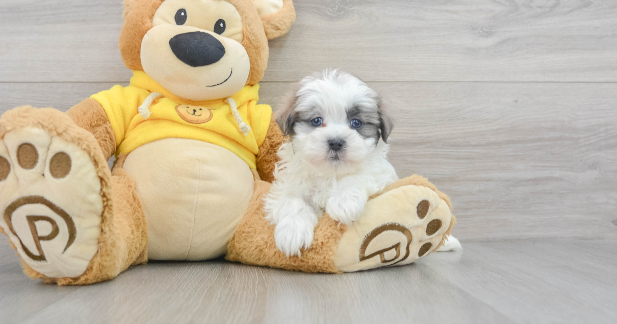 Popular Teddy Bear Papi: 2lb 6oz Designer Puppy