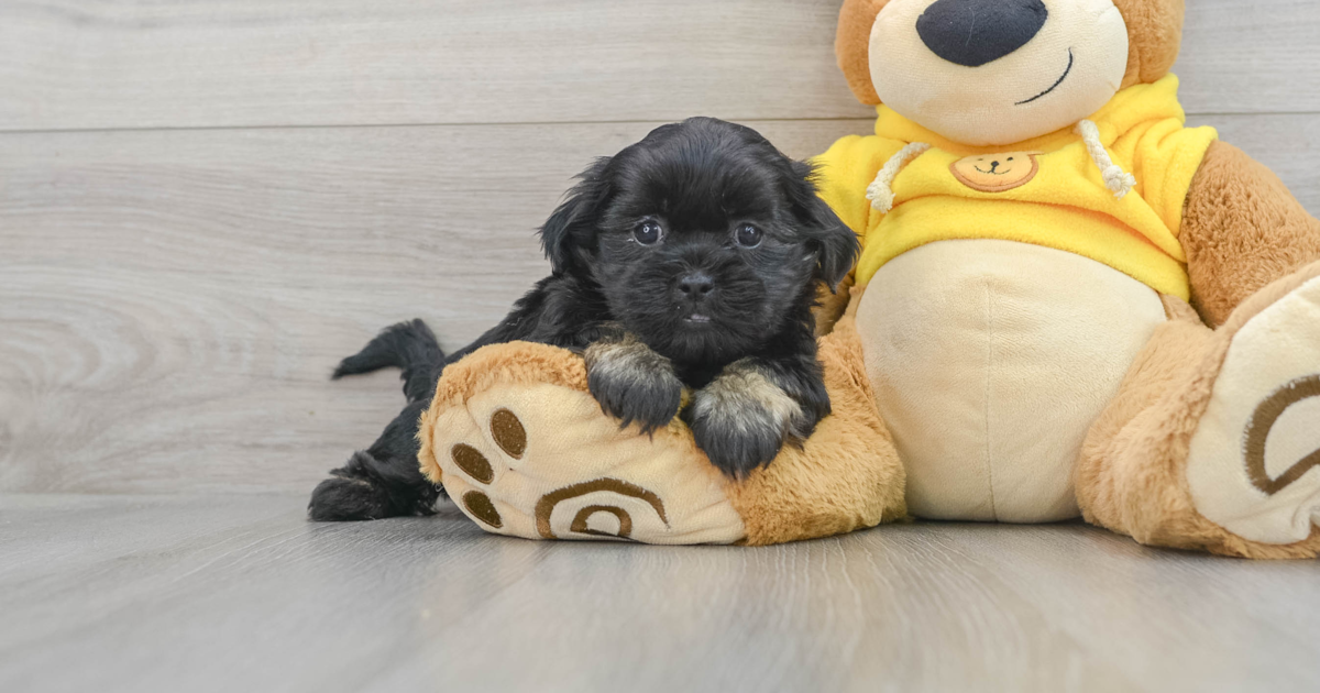 Little Teddy Bear Pudding: 2lb 15oz Designer Puppy