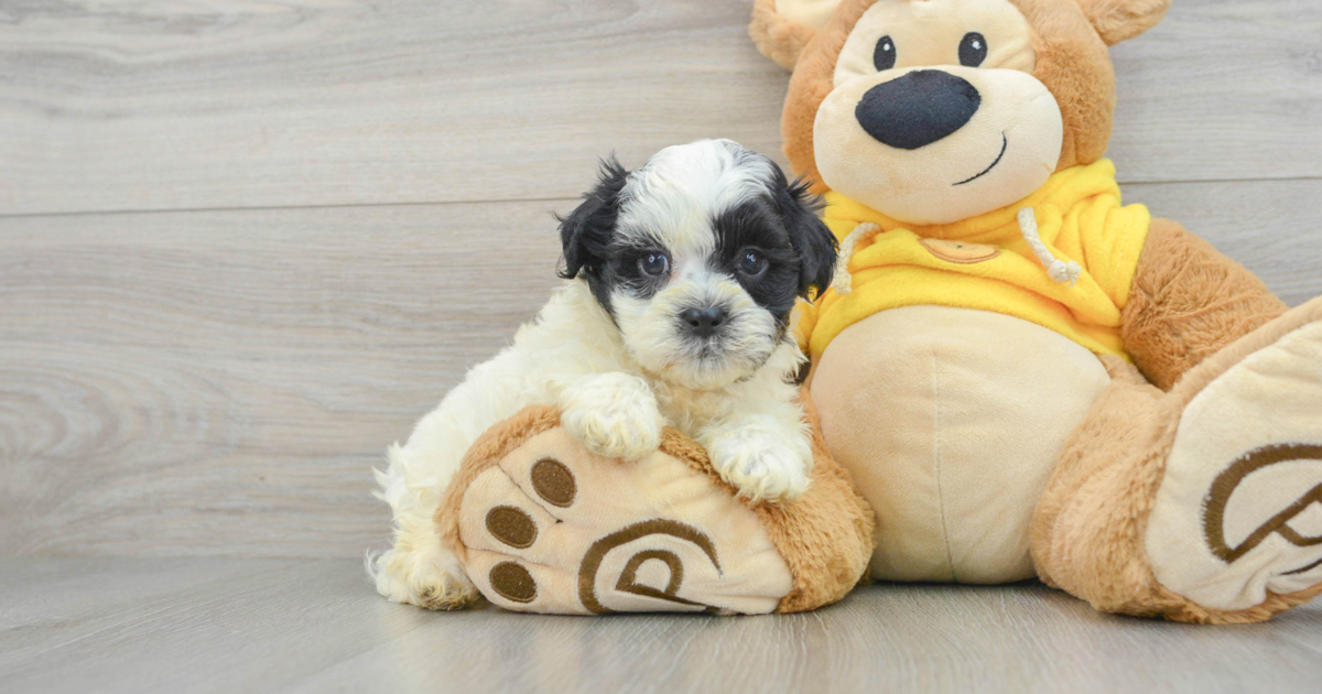 Adorable Teddy Bear Samuel: 3lb 13oz Designer Puppy