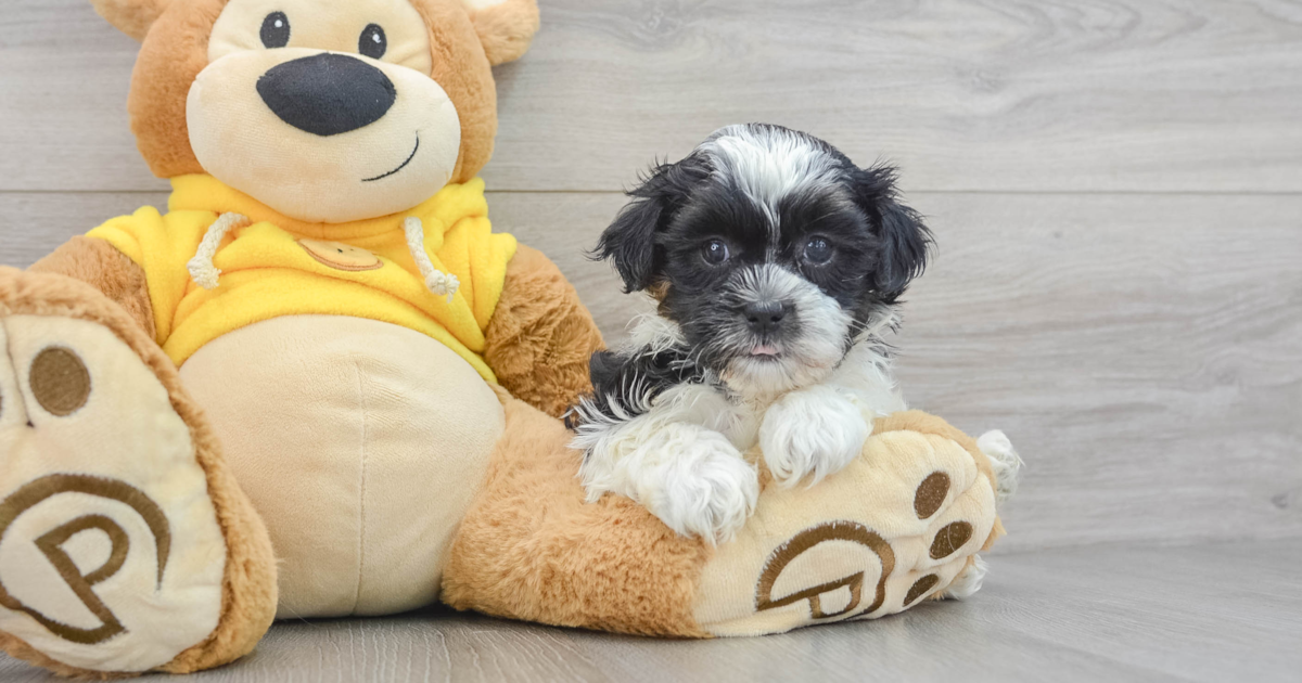 Smart Teddy Bear Shane: 4lb 11oz Designer Puppy