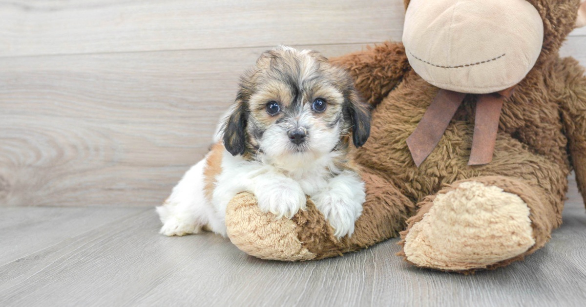 Energetic Teddy Bear Teri: 2lb 15oz Designer Puppy