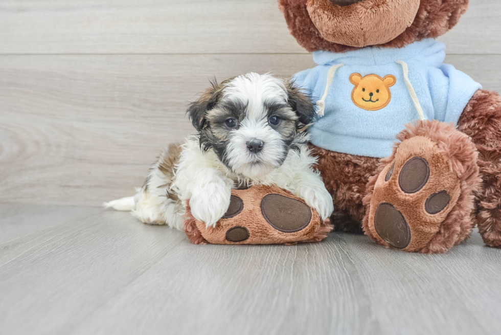 Cute Teddy Bear Toro: 4lb 10oz Designer Puppy