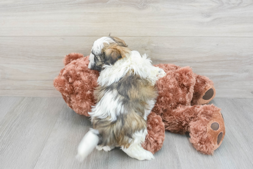 Cute Teddy Bear Toro: 4lb 10oz Designer Puppy