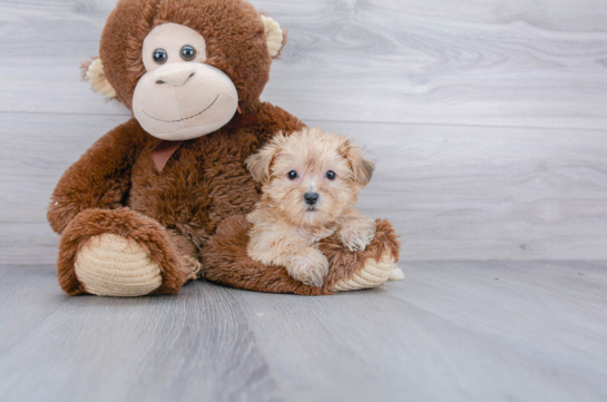 Yorkie Chon Puppies for Sale | Premier Pups located in Ohio