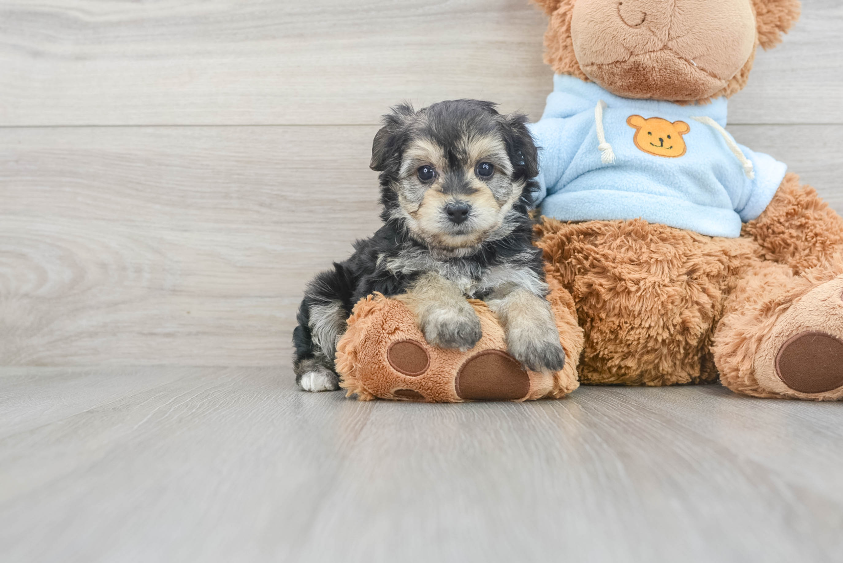 Yorkie Chon Puppy Photos and More - Premier Pups