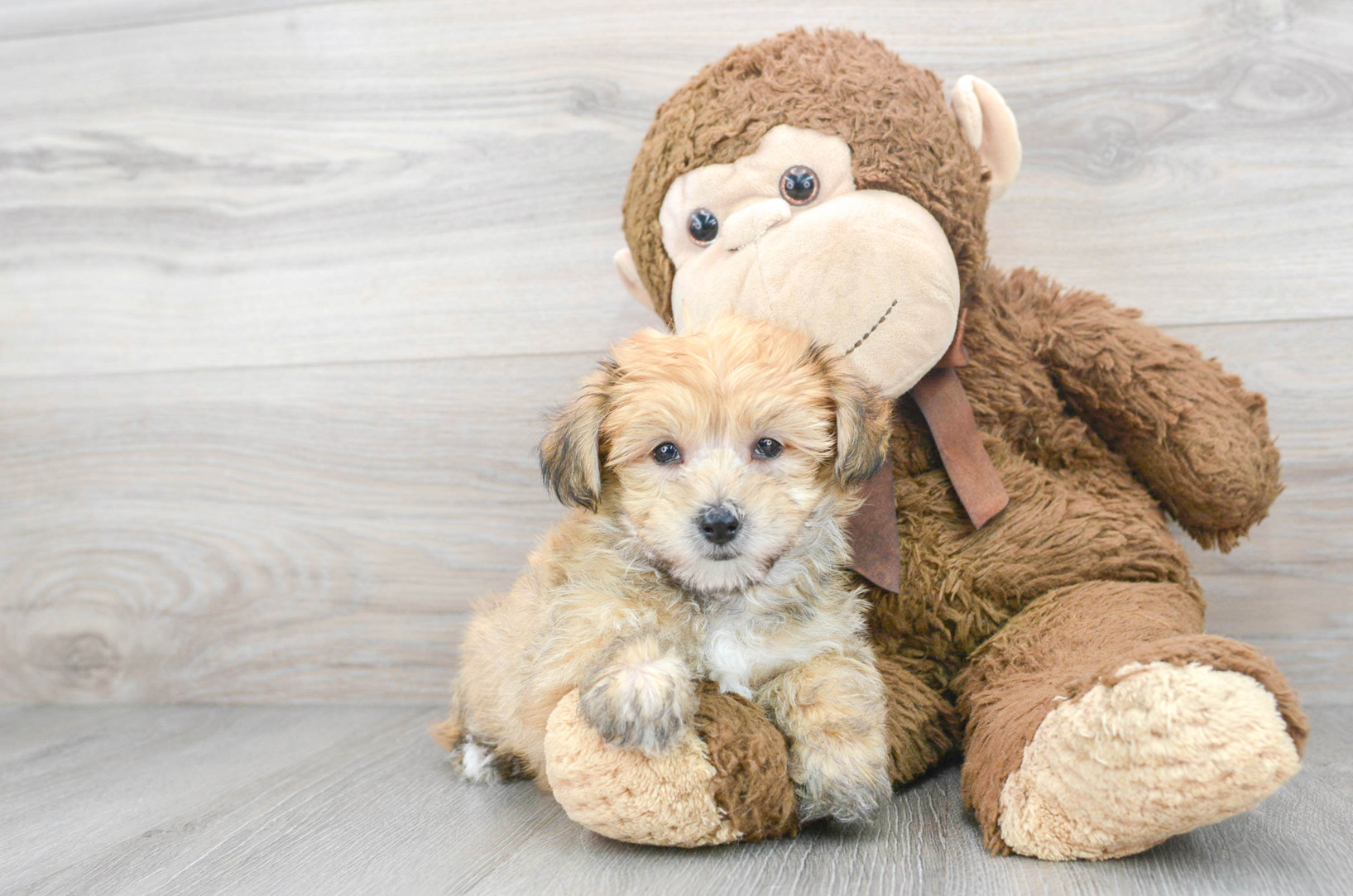 Toy Yorkie Chon Puppies For Sale | Premier Pups