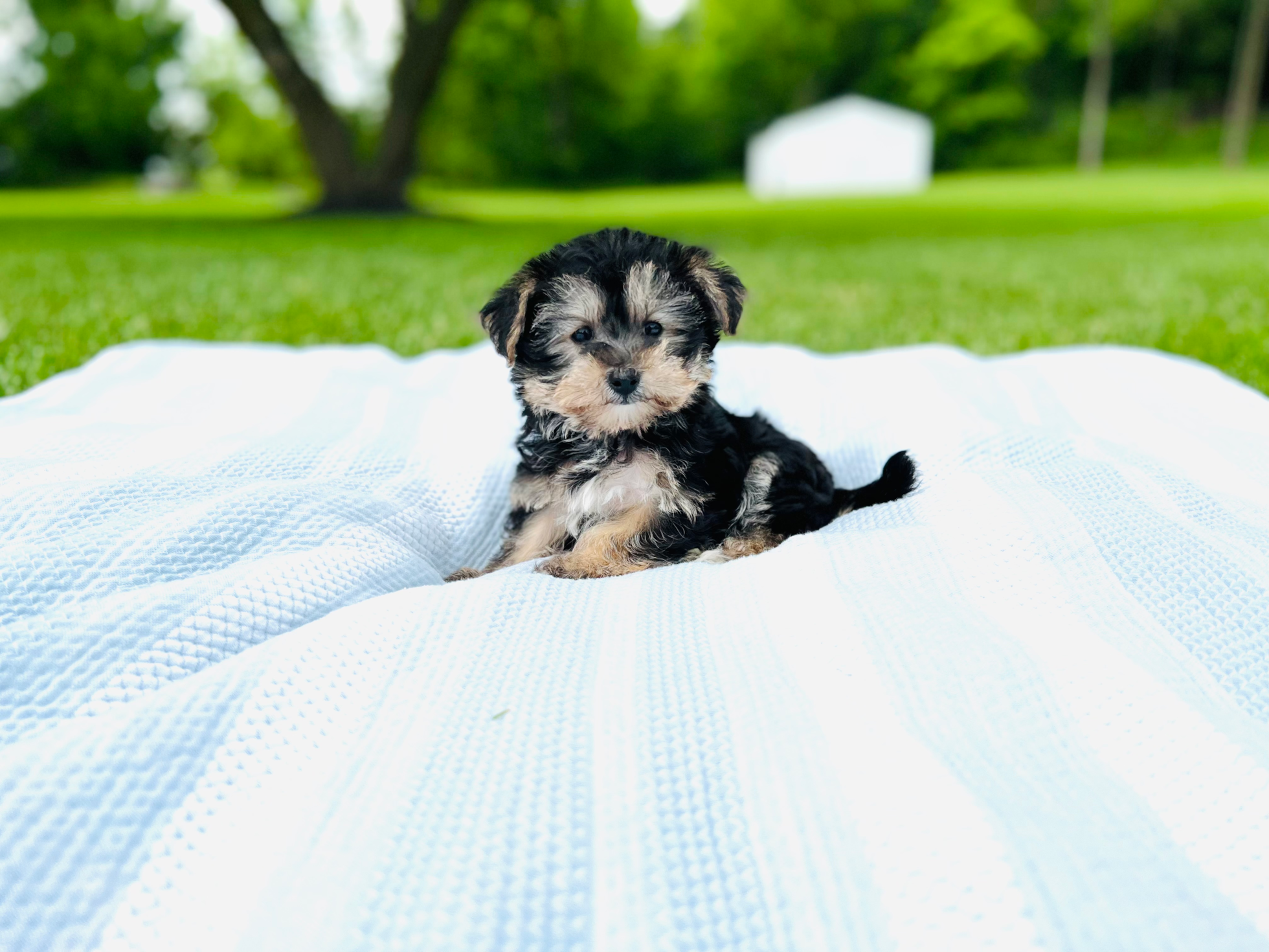 Funny Yorkie Chon Eliza: 2lb 3oz Designer Puppy