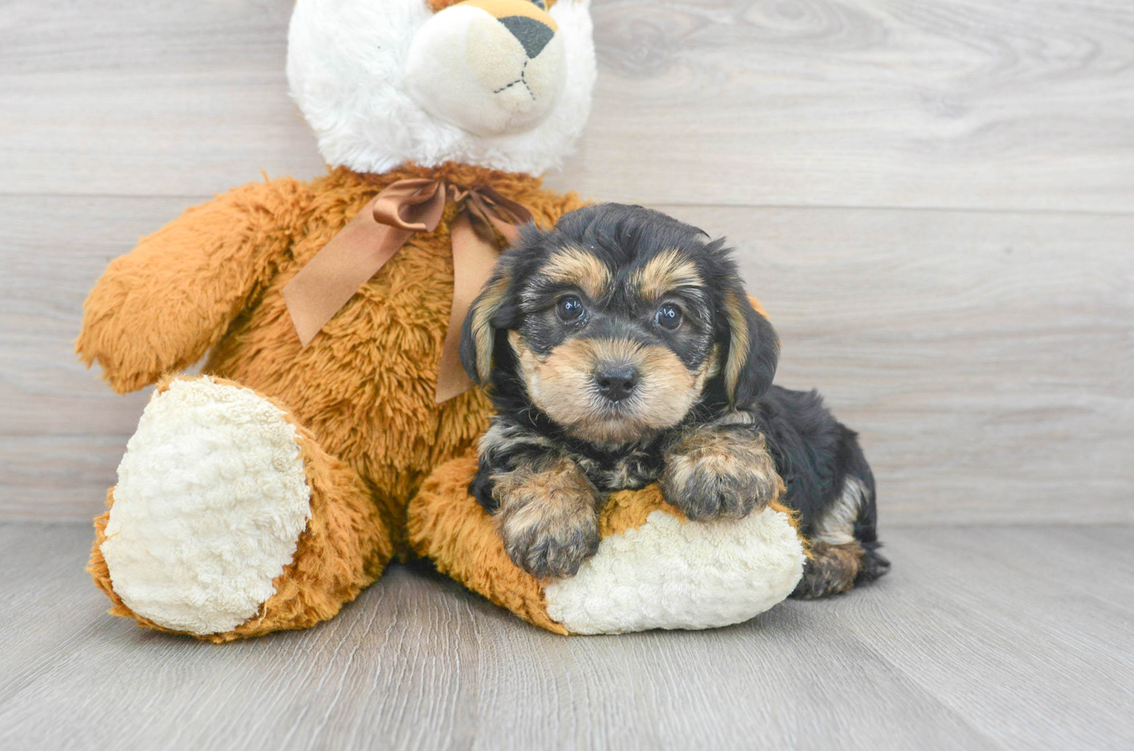 Toy Yorkie Chon Puppies For Sale | Premier Pups