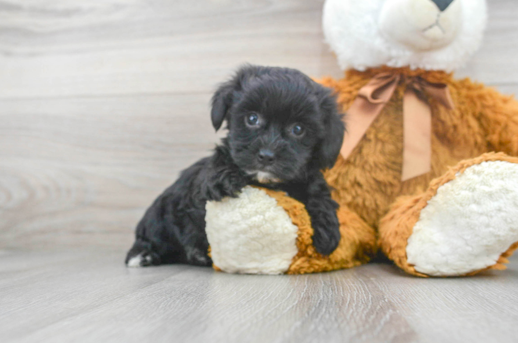 Toy Yorkie Chon Puppies For Sale | Premier Pups