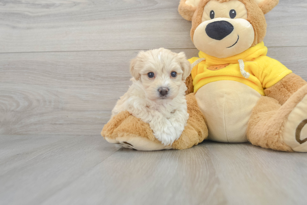 Small Yorkie Chon Hootie: 2lb 5oz Designer Puppy