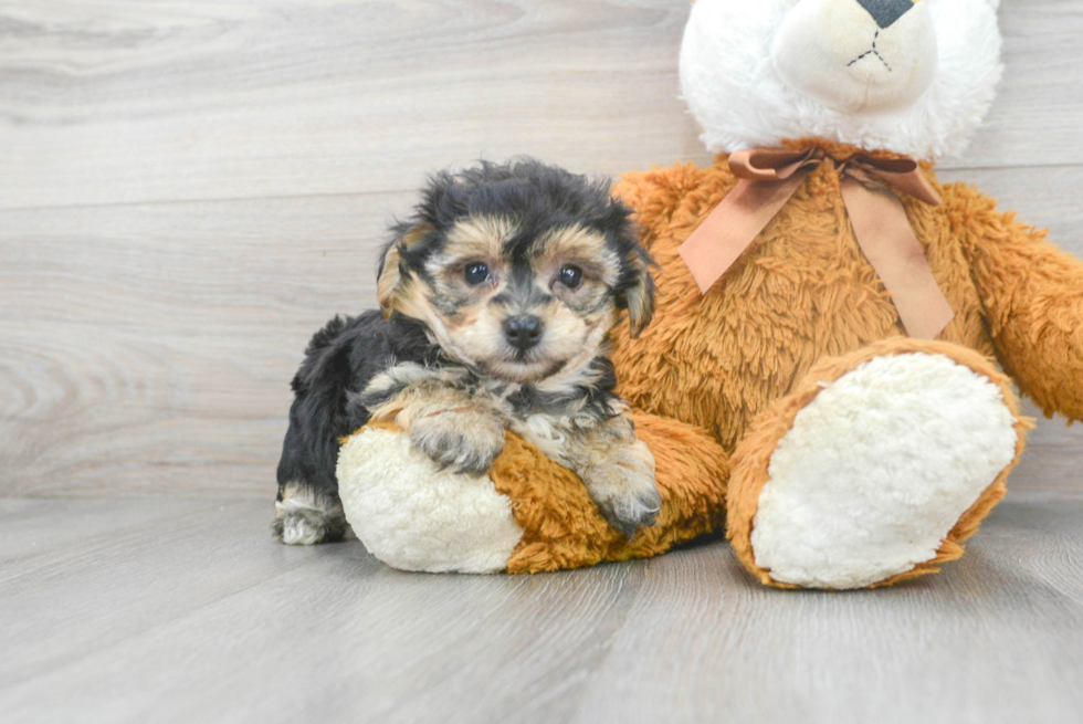 Little Yorkie Chon Hud: 2lb 6oz Designer Puppy