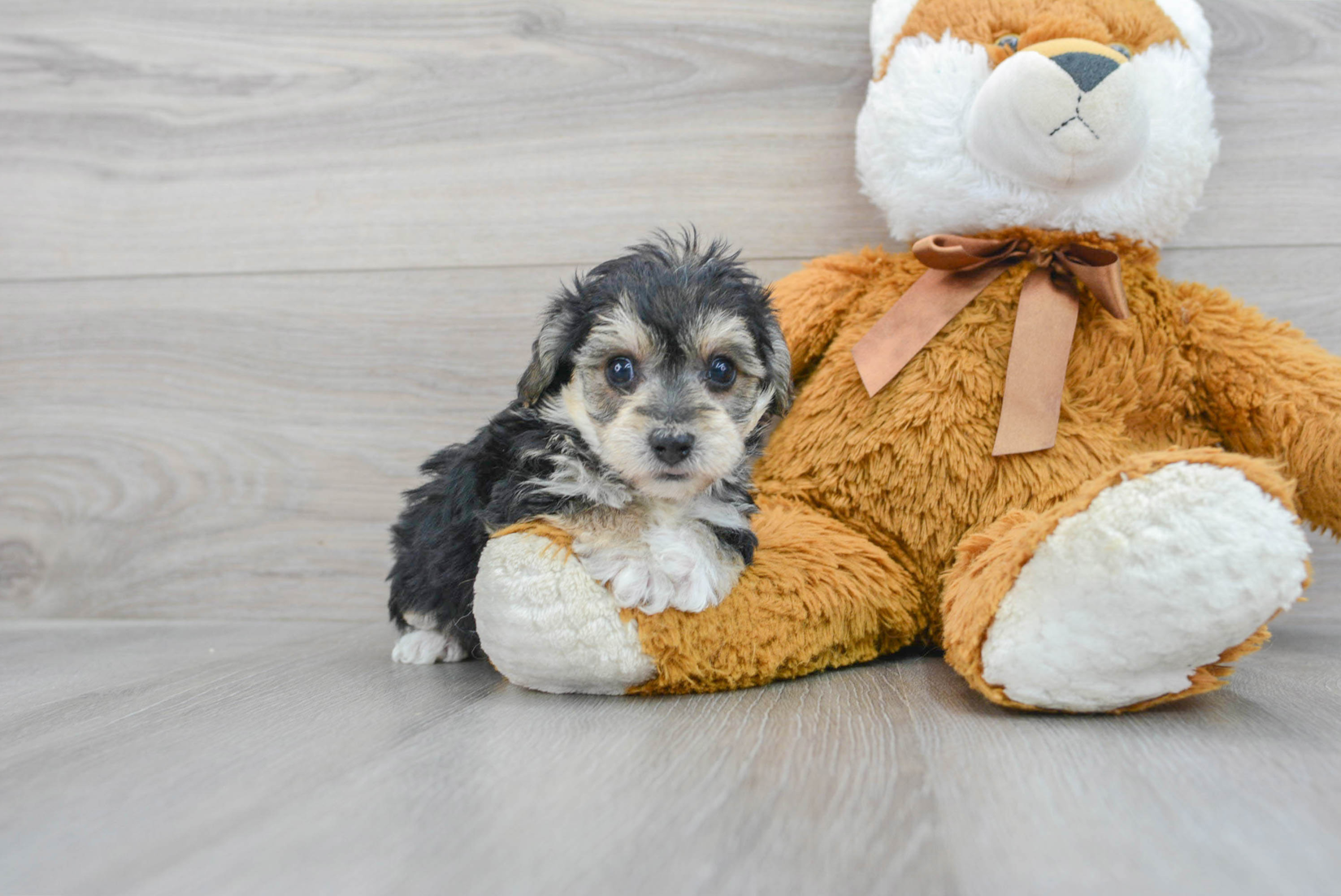 Yorkie Chon Puppy Photos and More - Premier Pups