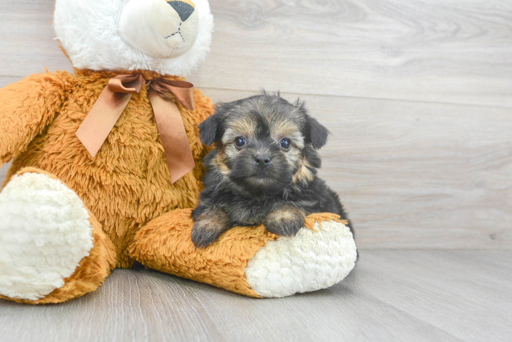 Yorkie Chon Puppy Photos and More - Premier Pups