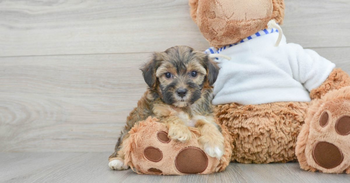 Fluffy Yorkie Poo Amaya: 2lb 15oz Doodle Puppy