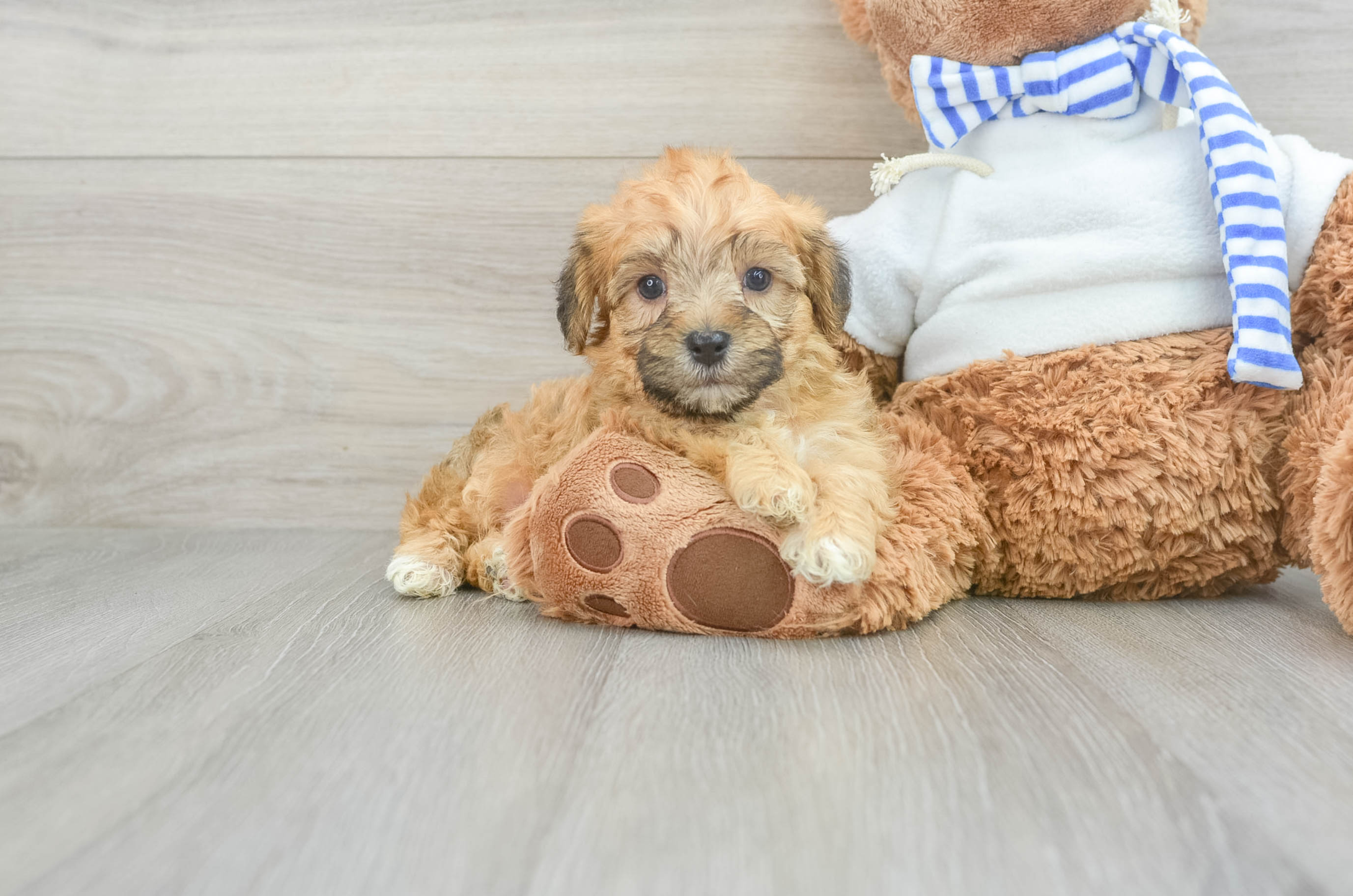 Yorkie Poo Puppies For Sale: Exclusive Doodles | Premier Pups