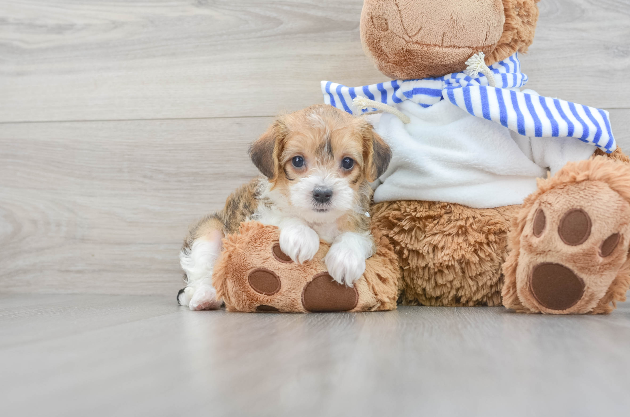 Yorkie Poo Puppies For Sale: Exclusive Doodles | Premier Pups