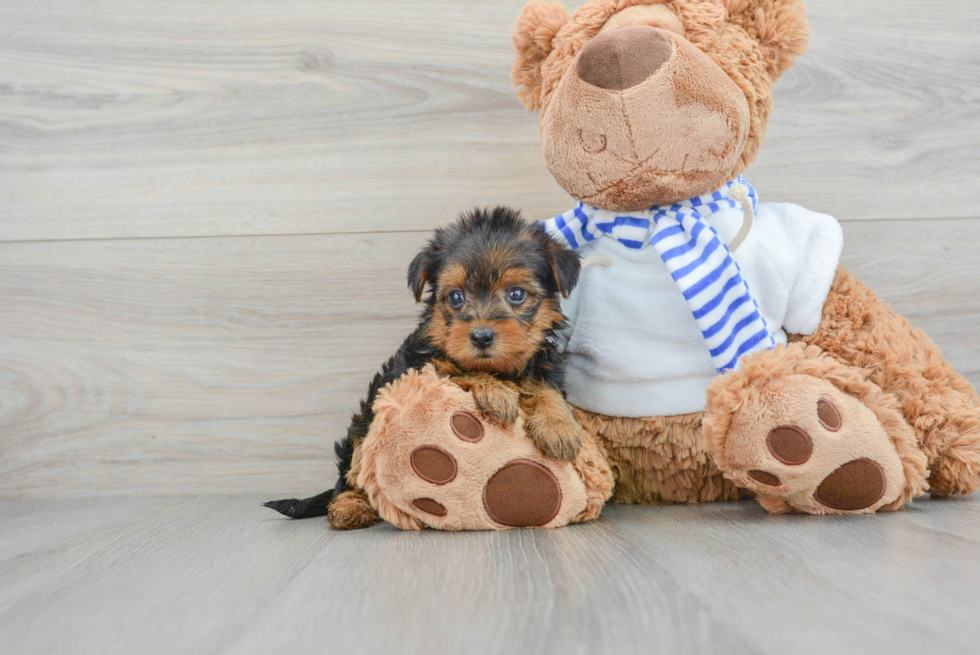 Fluffy Yorkie Poo Delilah: 2lb 2oz Doodle Puppy