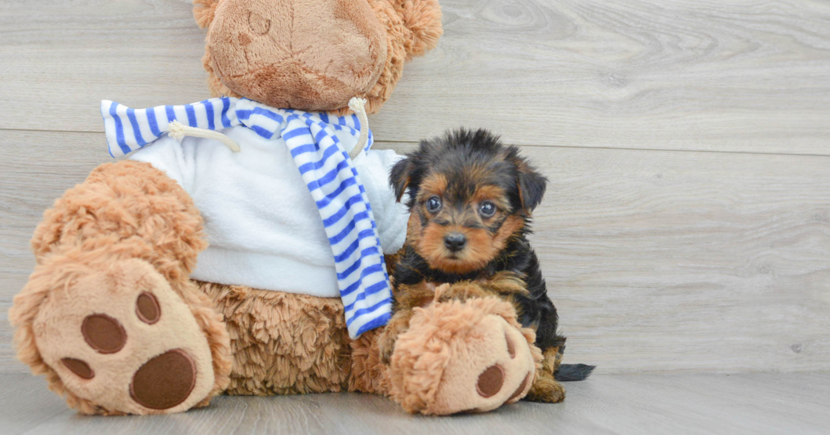 Fluffy Yorkie Poo Delilah: 2lb 2oz Doodle Puppy