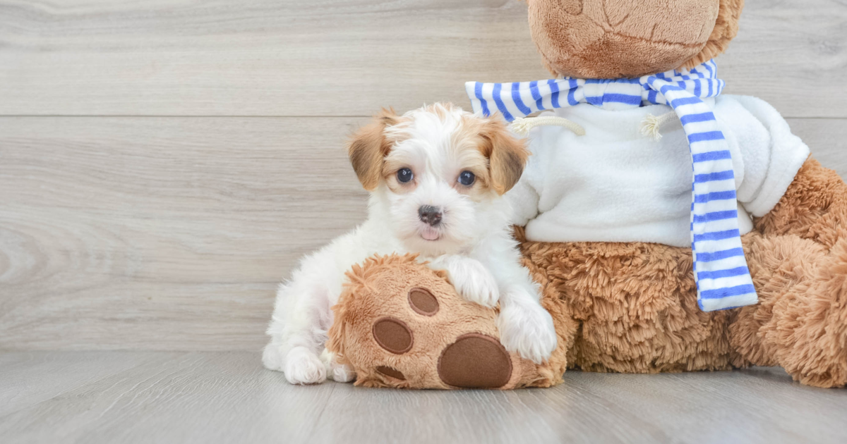Fluffy Yorkie Poo Derek: 4lb 6oz Doodle Puppy