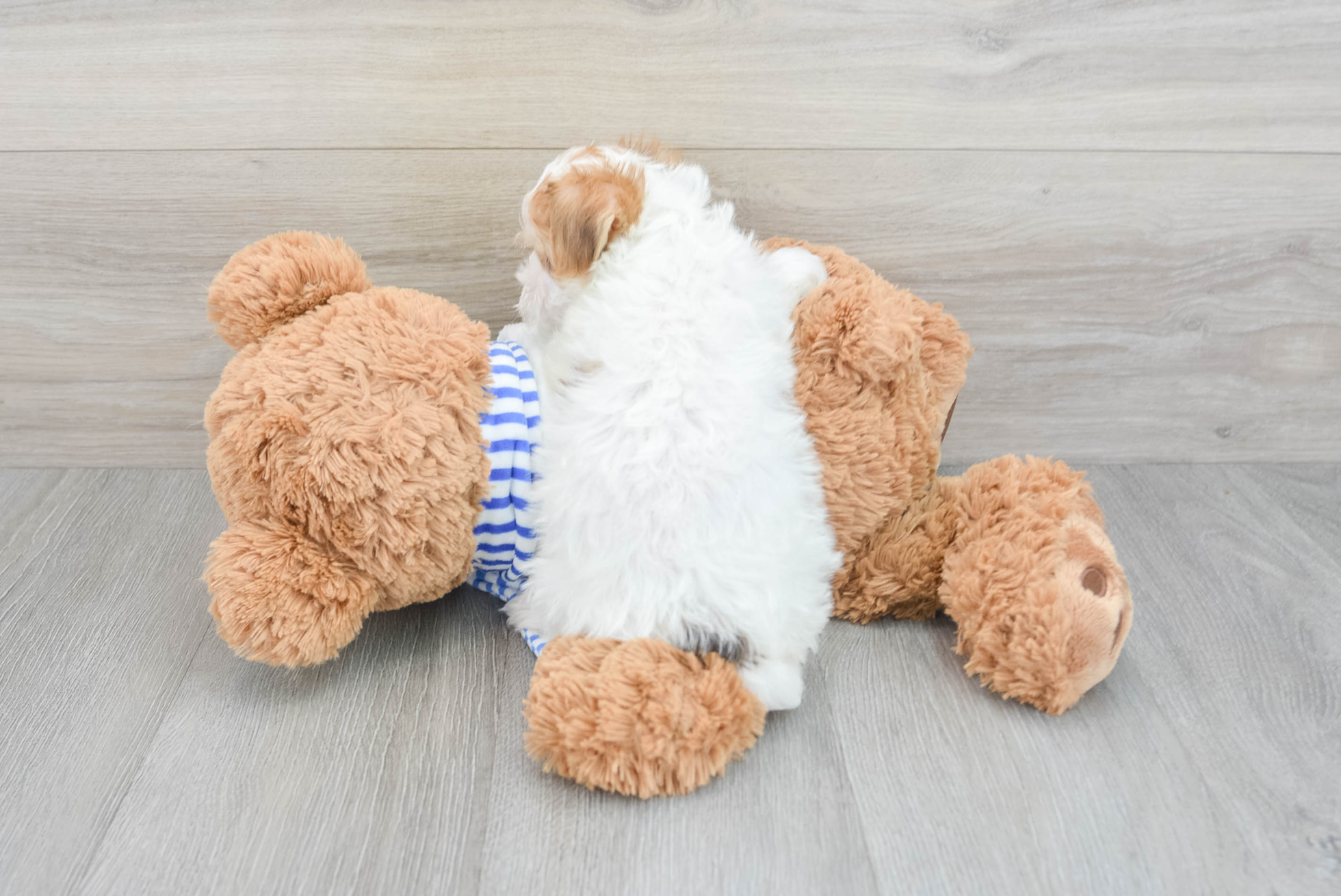Fluffy Yorkie Poo Derek: 4lb 6oz Doodle Puppy