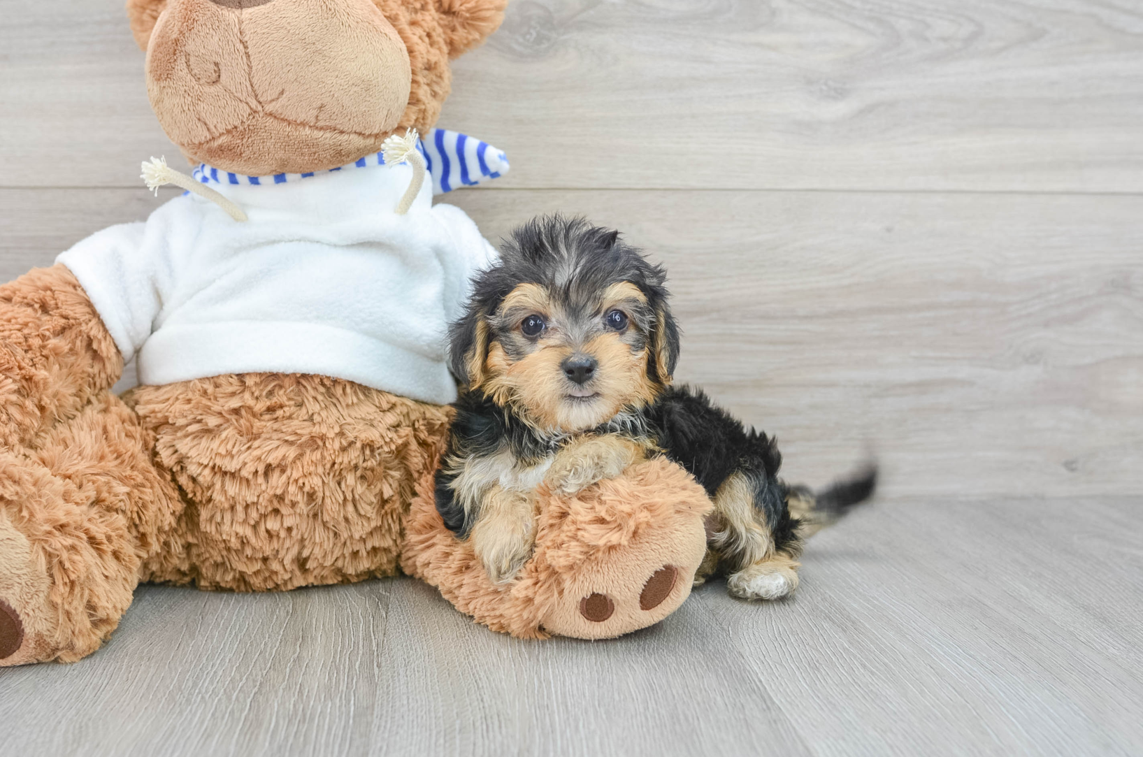 Yorkie Poo Puppies For Sale: Exclusive Doodles | Premier Pups