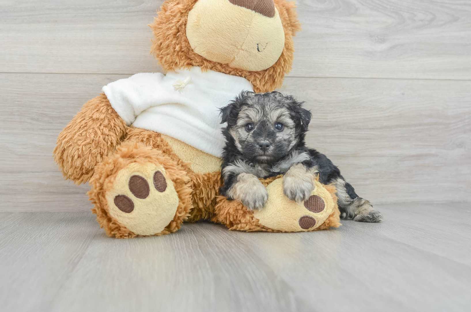 Yorkie Poo Puppies For Sale: Exclusive Doodles | Premier Pups