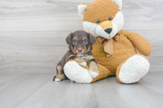 Yorkie Chon Puppies for Sale | Premier Pups located in Ohio