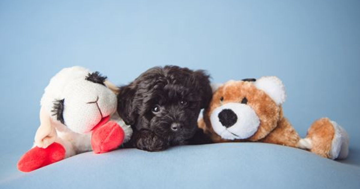 Yorkie Poo | Doodle Breed Information | Premier Pups