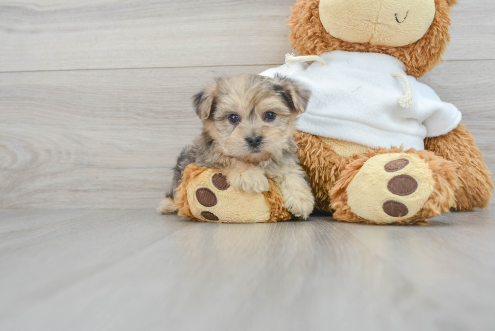Happy Yorkie Poo Elsa: 2lb 4oz Doodle Puppy