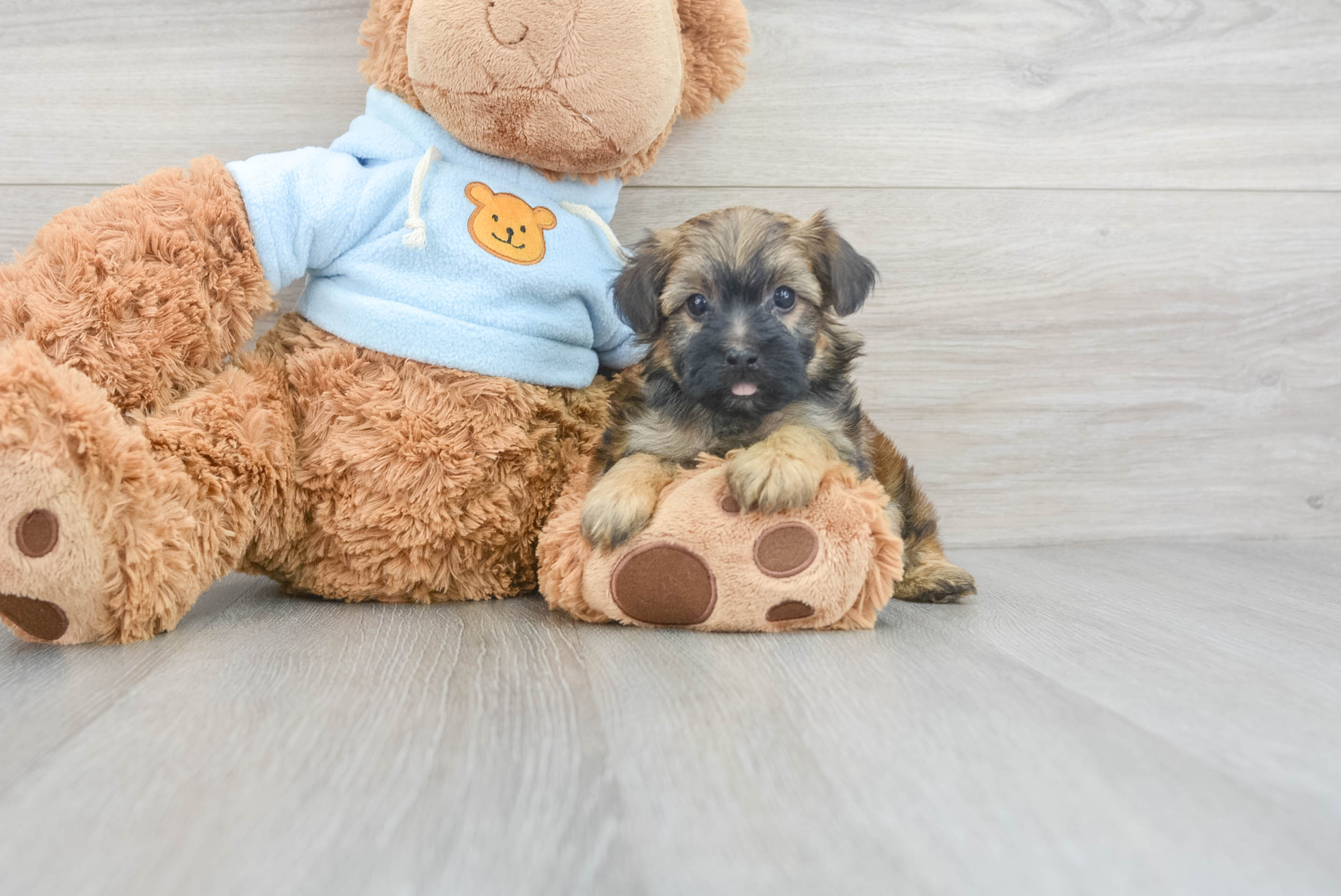 Smart Yorkie Poo Eric: 2lb 10oz Doodle Puppy