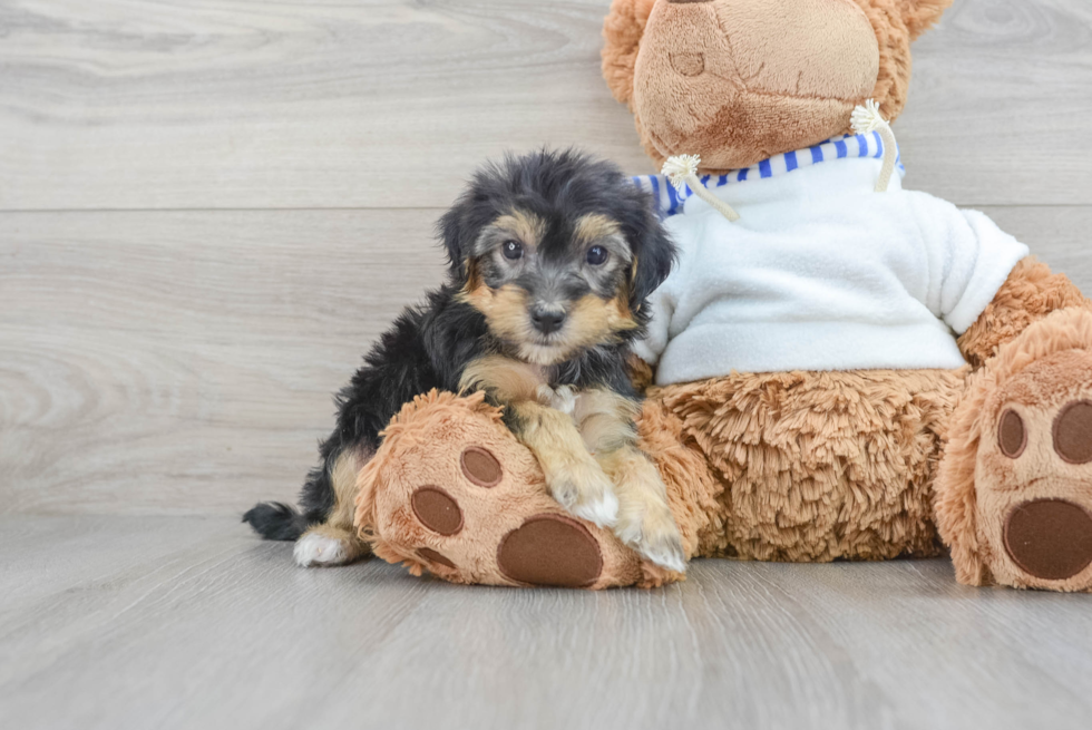 Fluffy Yorkie Poo Hiccup: 3lb 14oz Doodle Puppy