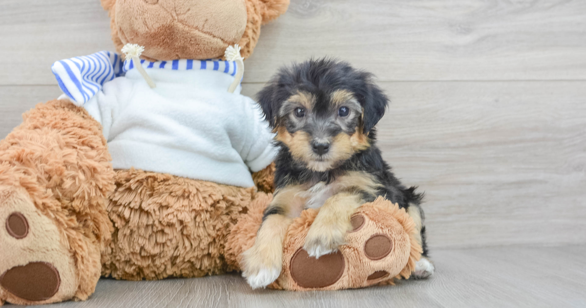 Fluffy Yorkie Poo Hiccup: 3lb 14oz Doodle Puppy