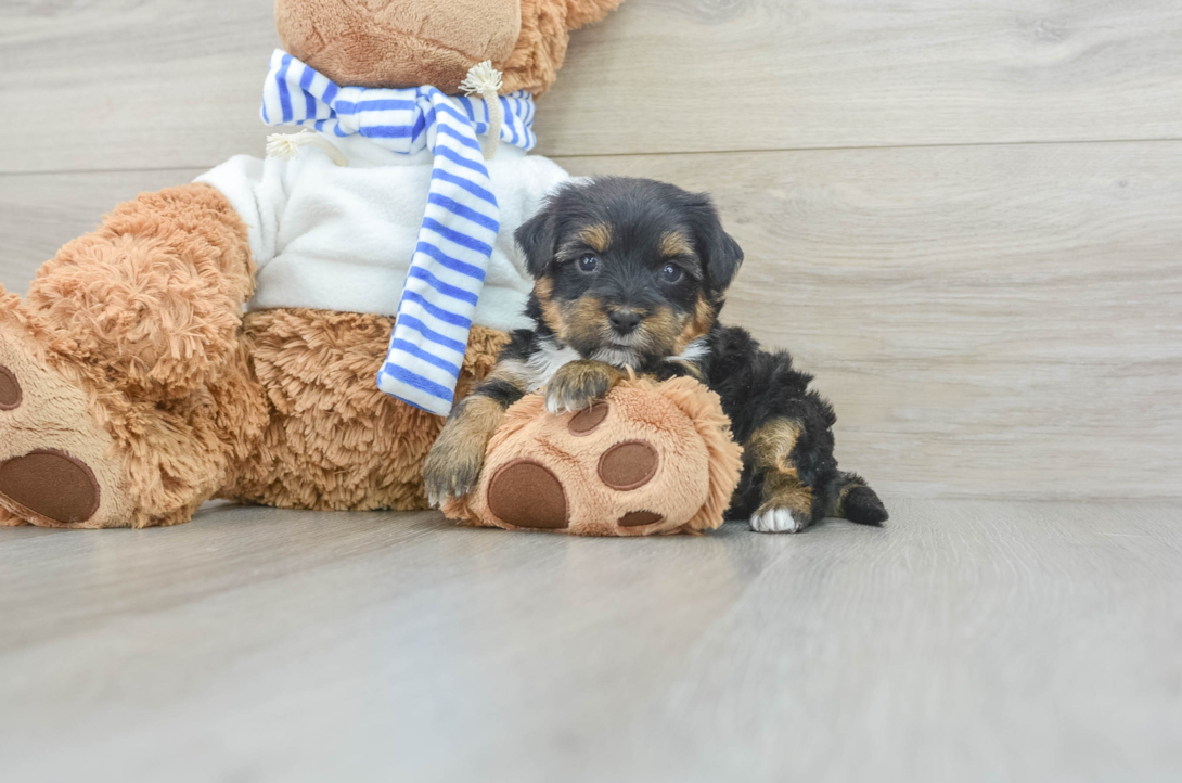 Yorkie Poo Puppies For Sale: Exclusive Doodles | Premier Pups