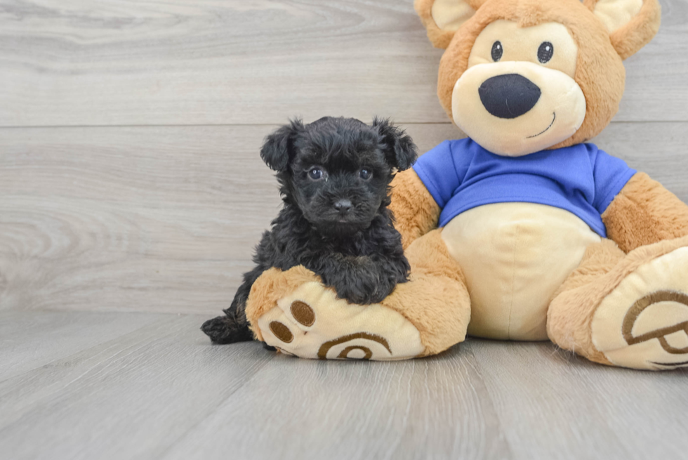 Yorkie Poo Jay: 1lb 8oz Doodle Puppy