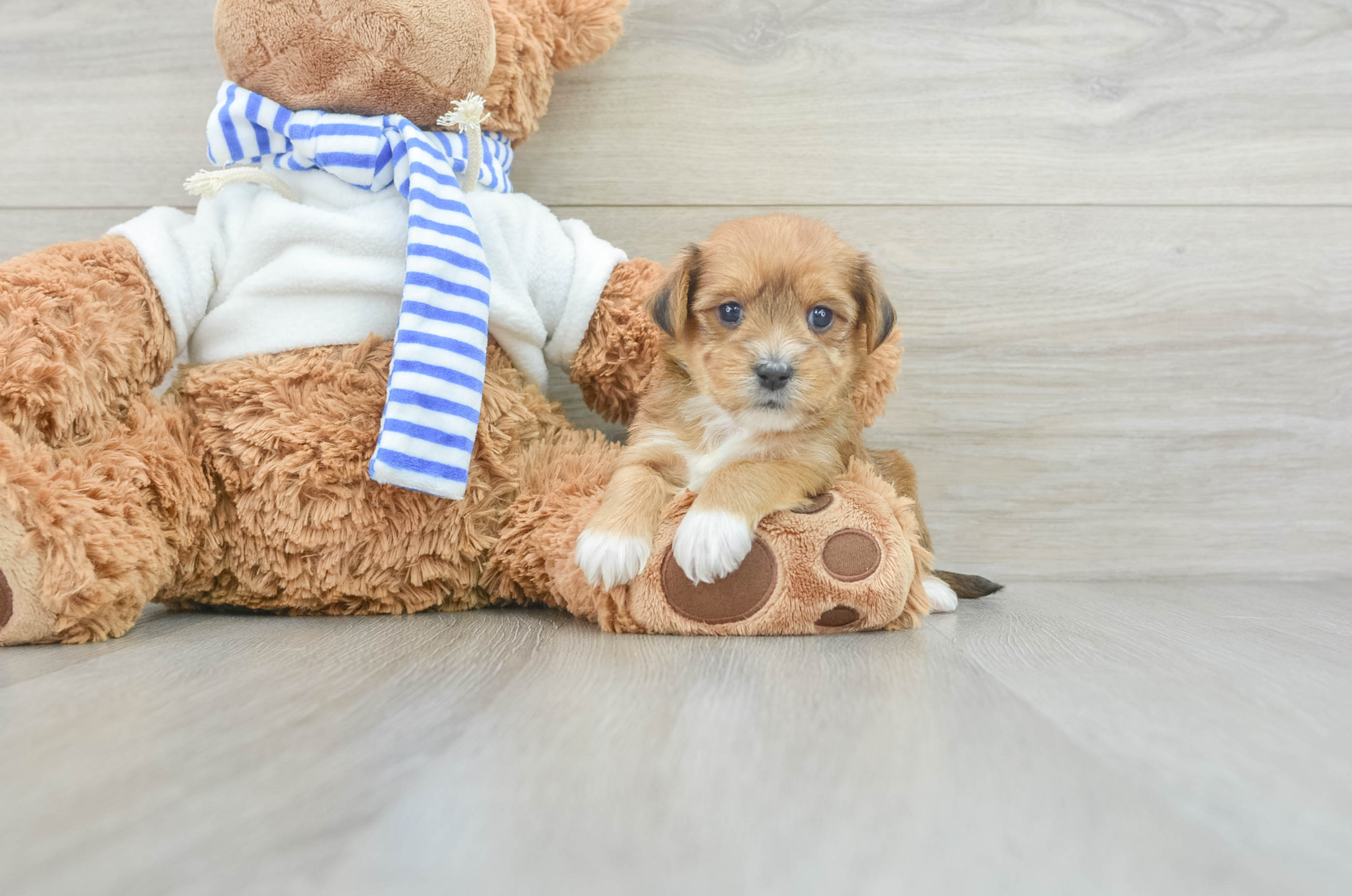 Yorkie Poo Puppies For Sale: Exclusive Doodles | Premier Pups