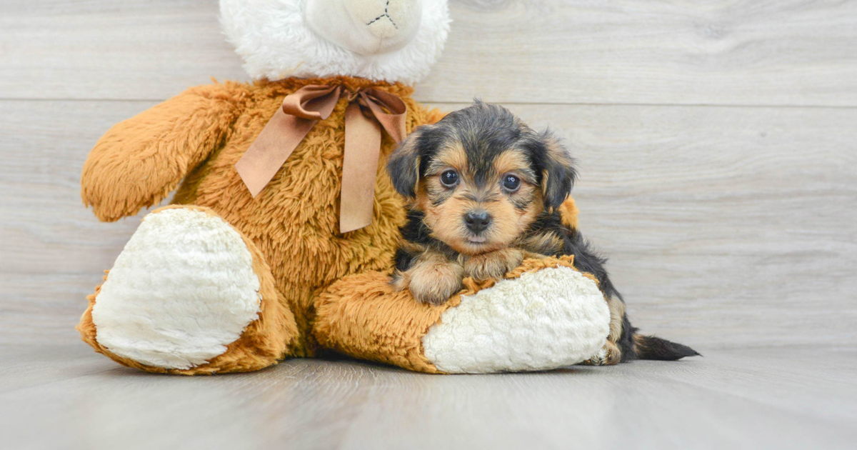 Hypoallergenic Yorkie Poo Mack: 2lb 7oz Doodle Puppy