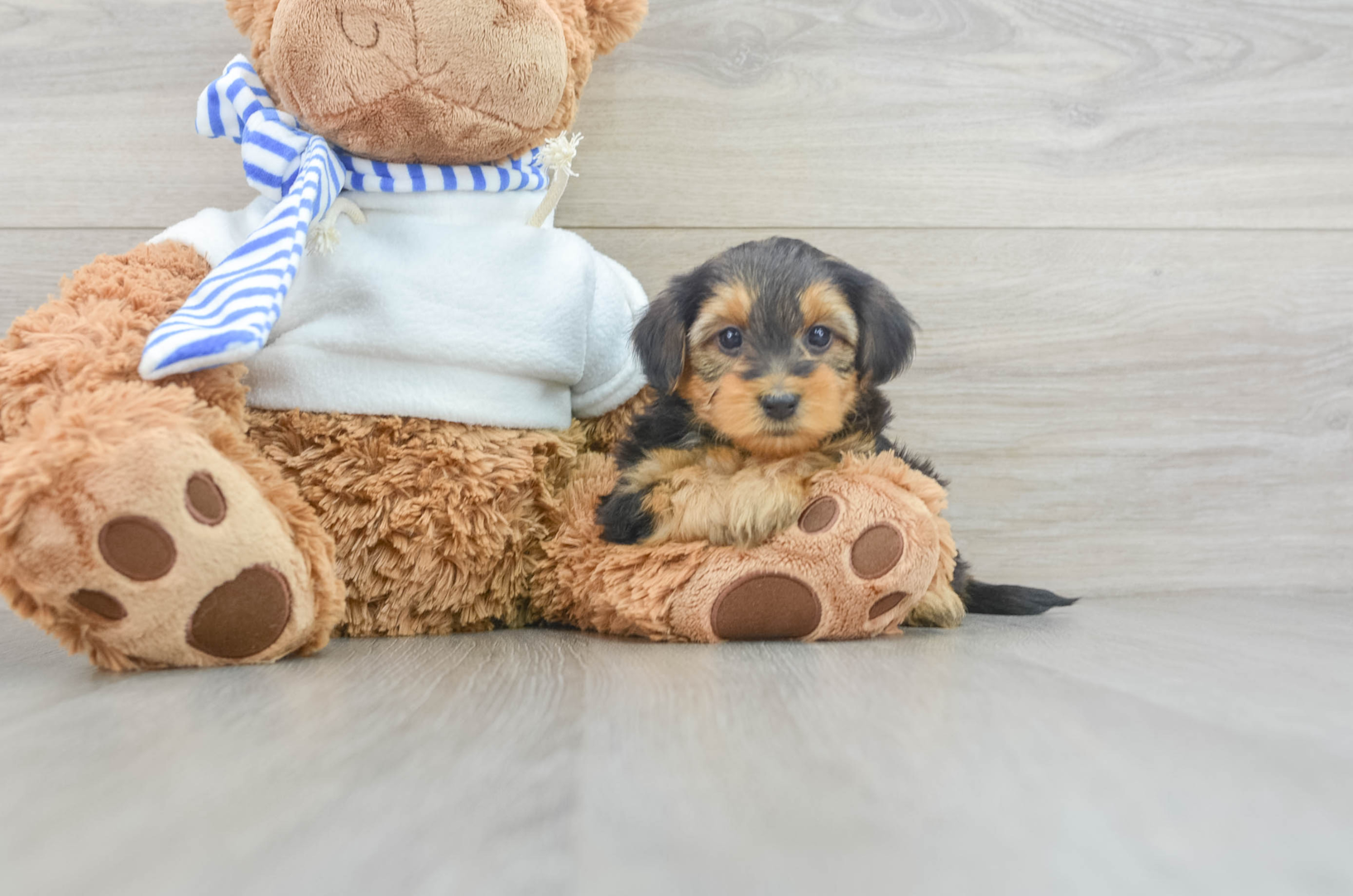 Yorkie Poo Puppies For Sale: Exclusive Doodles | Premier Pups